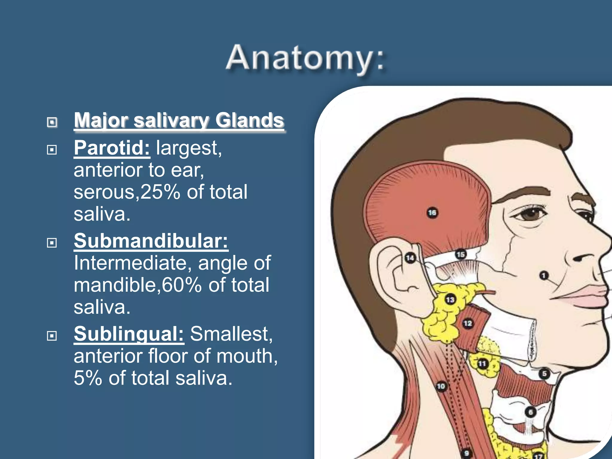 Salivary gland structure and function | PPTX