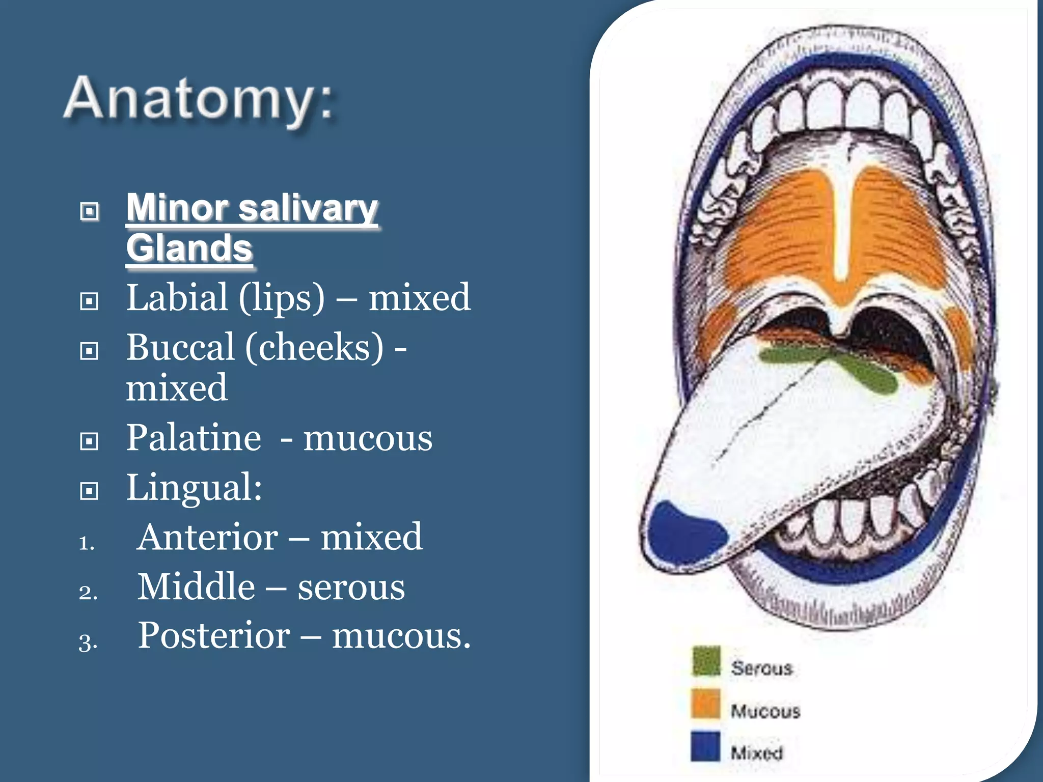 Salivary gland structure and function | PPTX