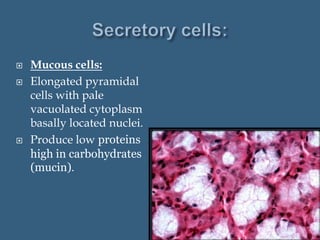 Salivary gland structure and function | PPTX