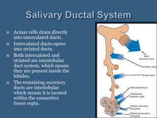 Salivary gland structure and function | PPTX