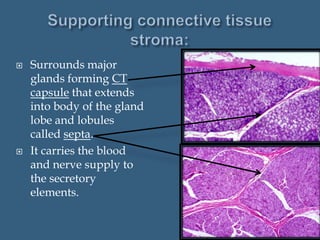 Salivary gland structure and function | PPTX