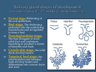 Salivary gland structure and function | PPTX
