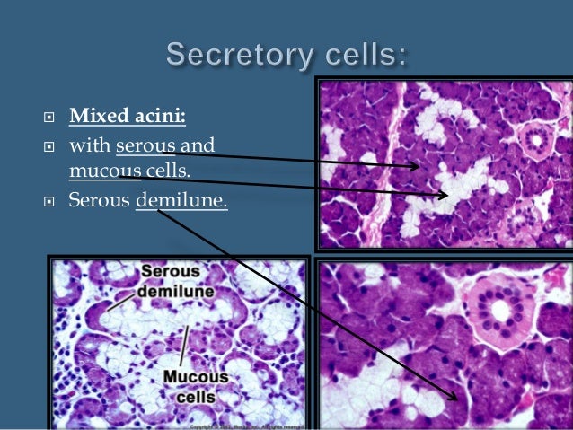 Salivary gland structure and function