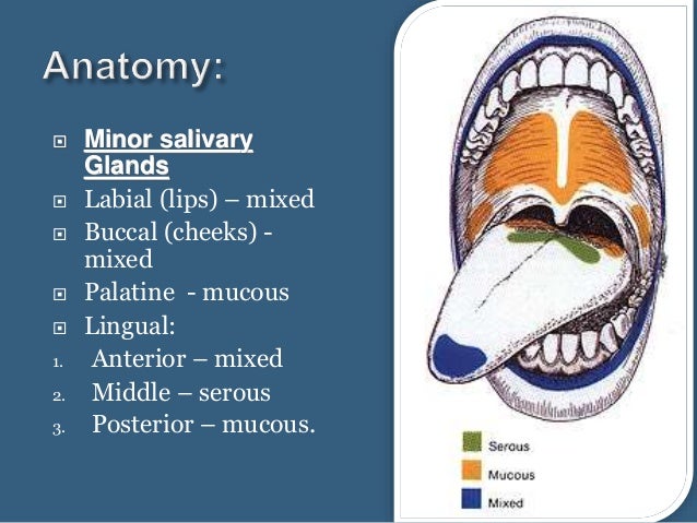 Salivary Glands Function