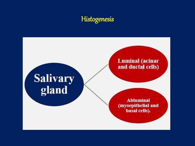 Salivary gland tumors | PPTX | Ear, Nose and Throat Conditions | Diseases and Conditions