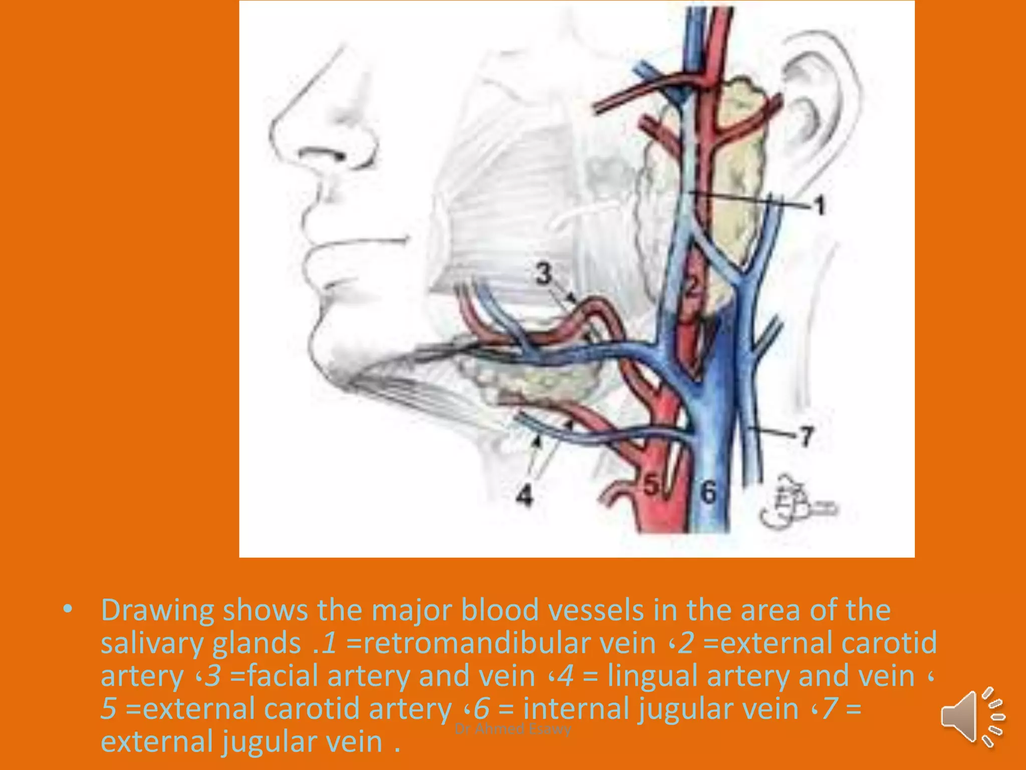 Dr Ahmed Esawy Salivary gland ultrasound | PDF