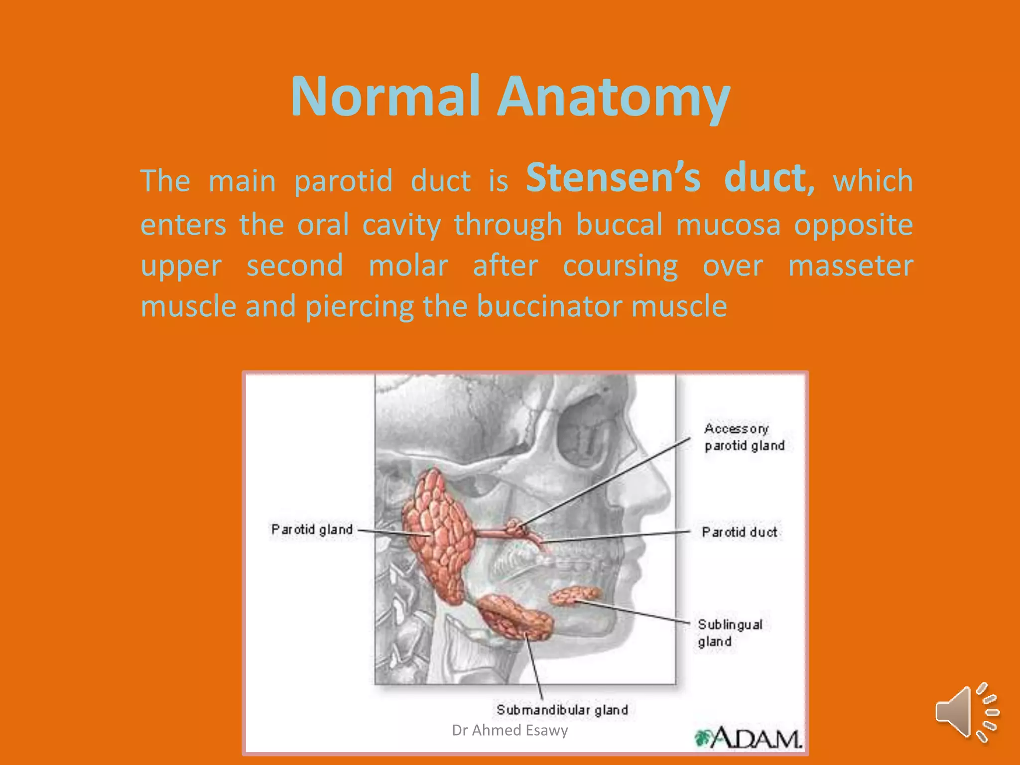 Dr Ahmed Esawy Salivary gland ultrasound | PDF