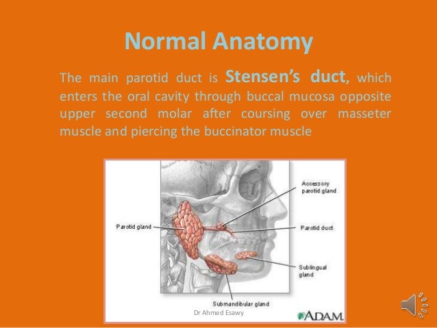 Dr Ahmed Esawy Salivary gland ultrasound