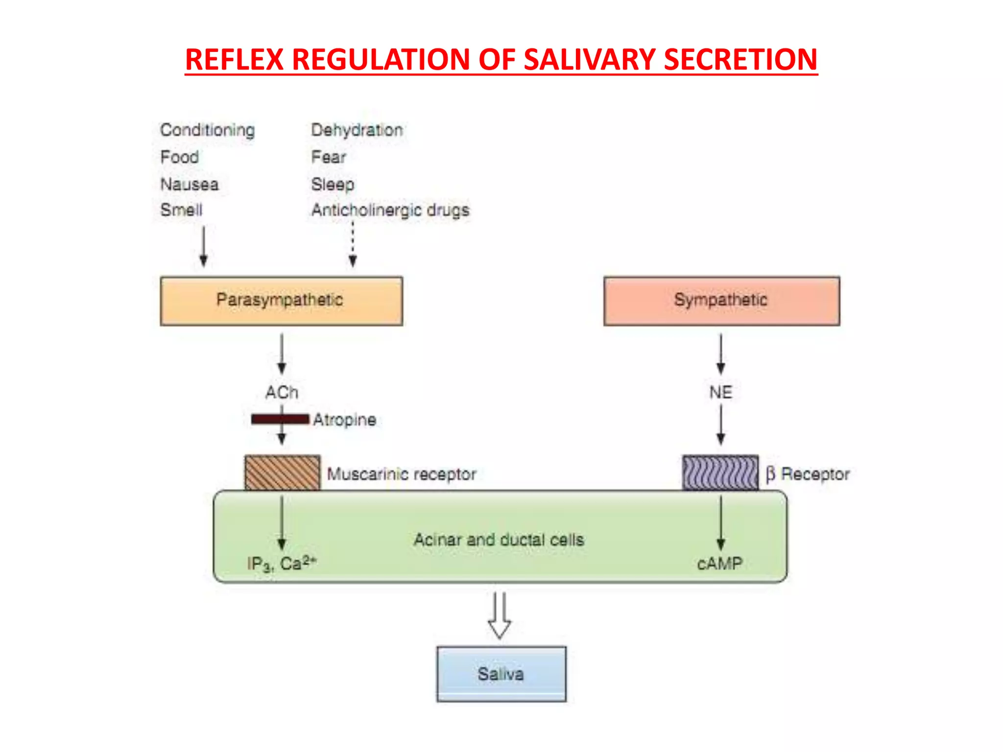Salivary secretion | PPTX