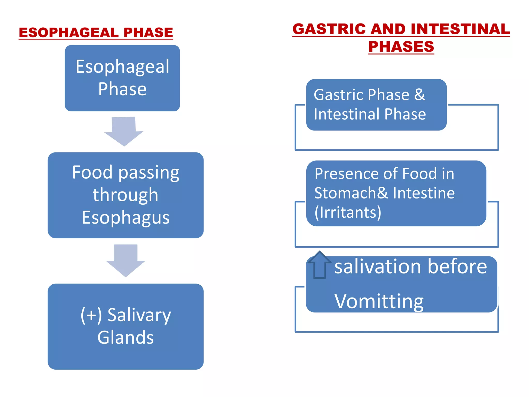Salivary secretion | PPTX