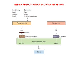 Salivary secretion | PPTX