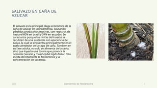 Manejo integrado de plagas SALIVAZO DE LA CAÑA DE AZUCAR | PPTX