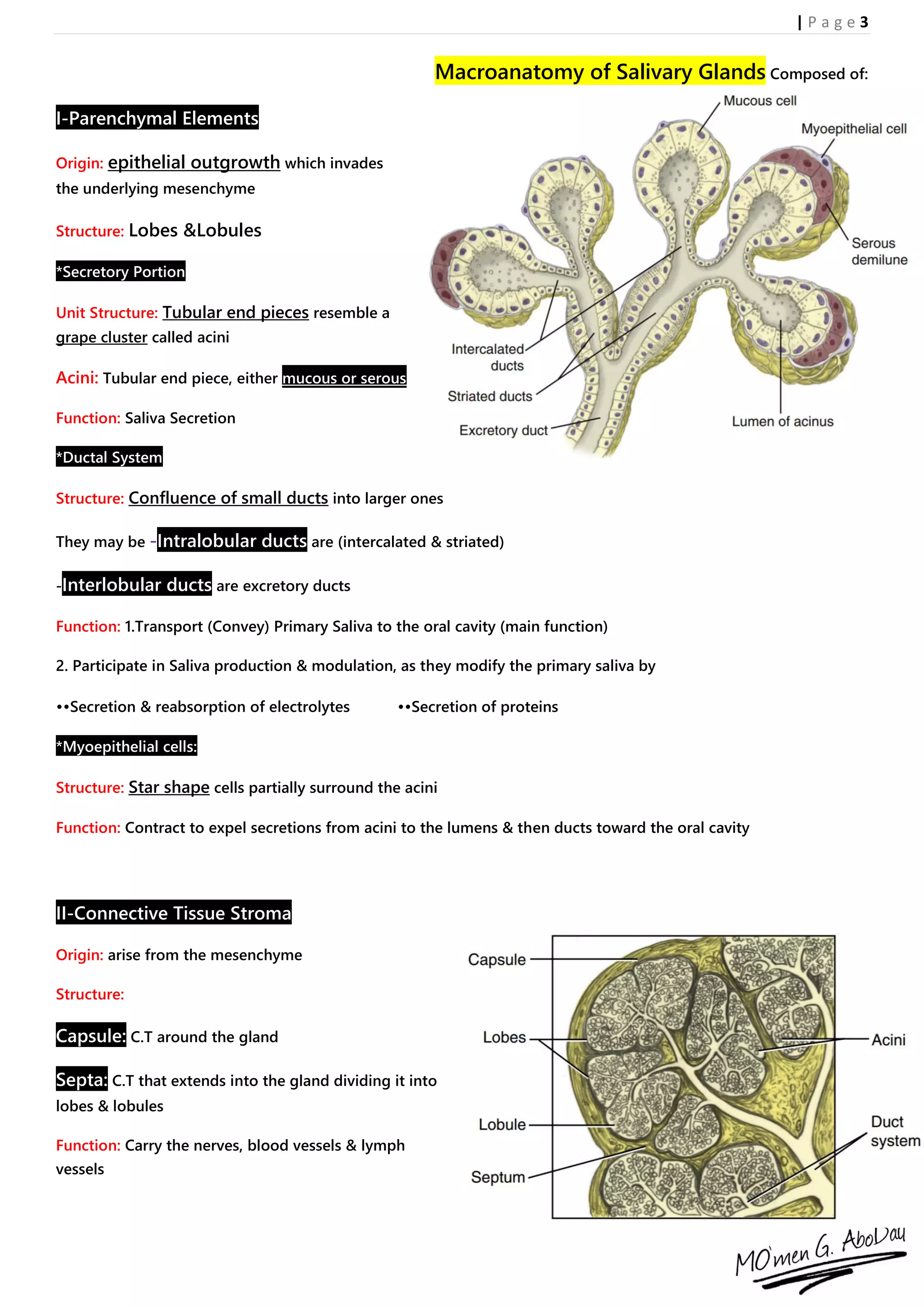 Handout of Salivary Glands Histology | PDF