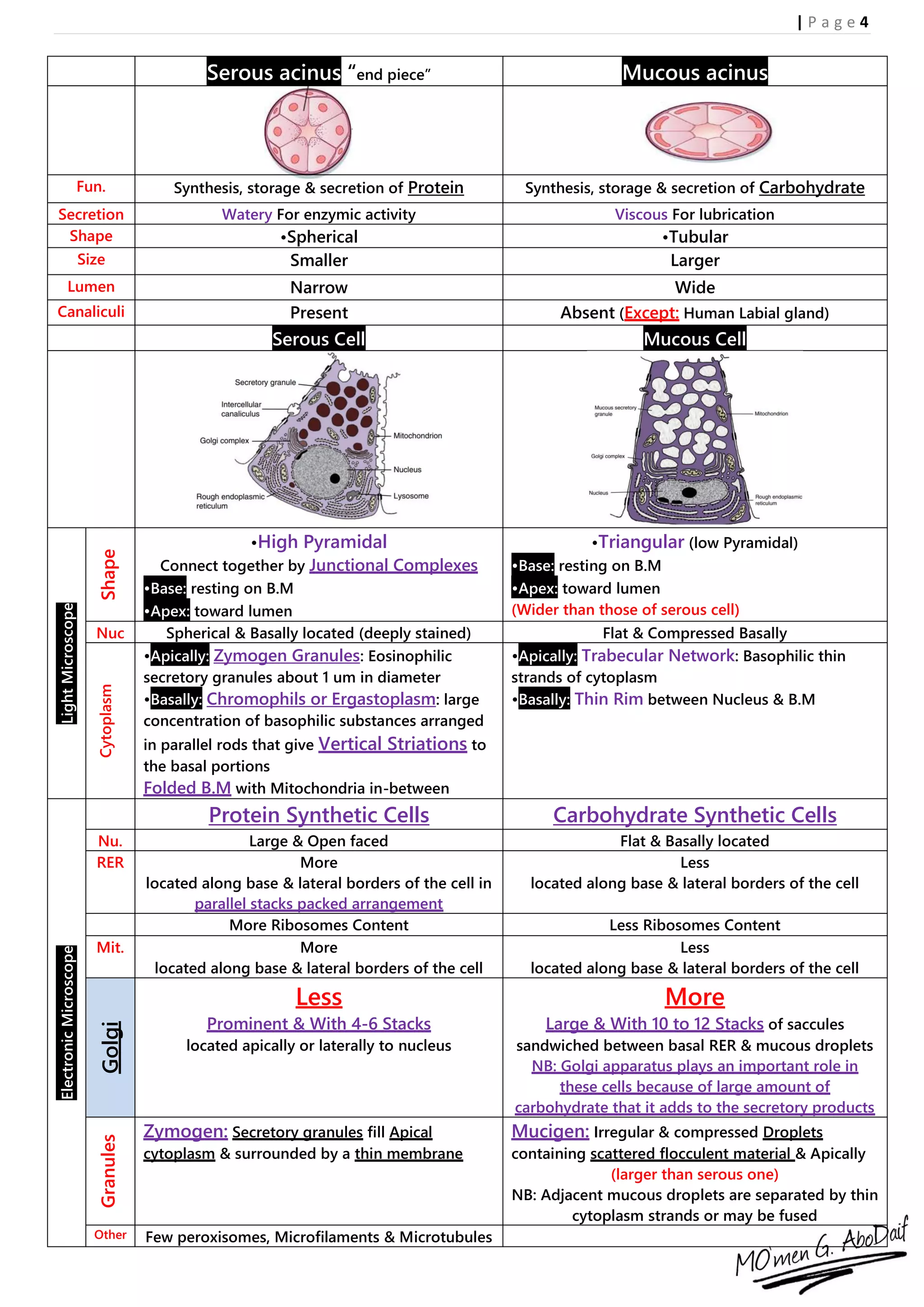 Handout of Salivary Glands Histology | PDF