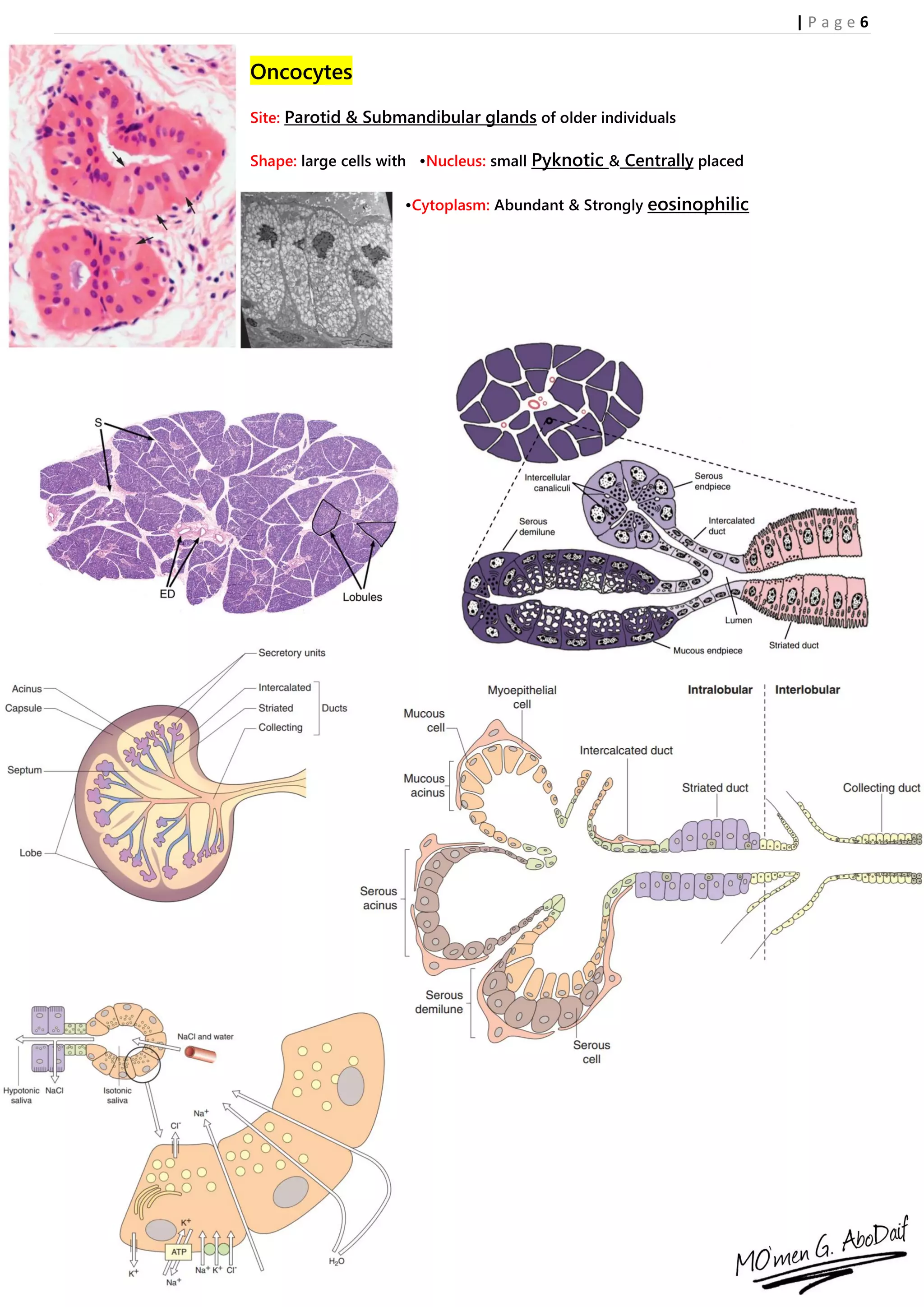 Handout of Salivary Glands Histology | PDF