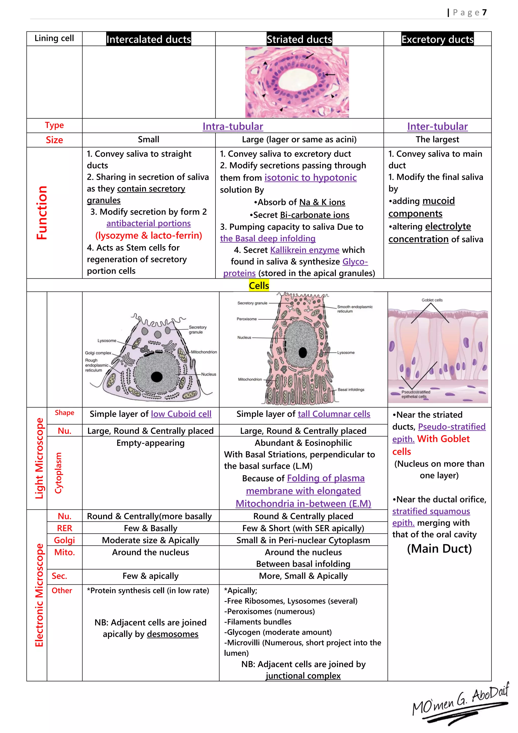 Handout of Salivary Glands Histology | PDF