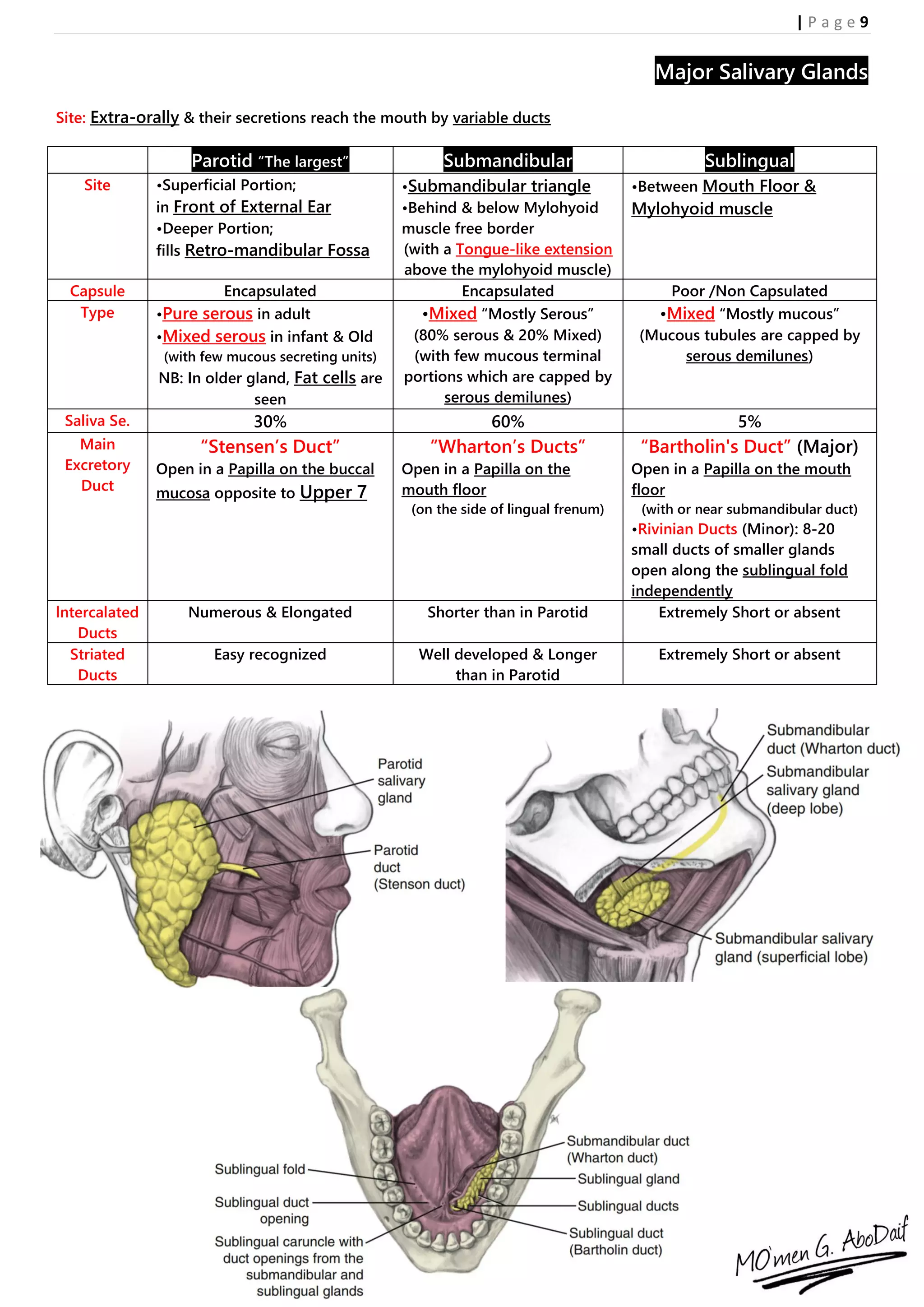 Handout of Salivary Glands Histology | PDF