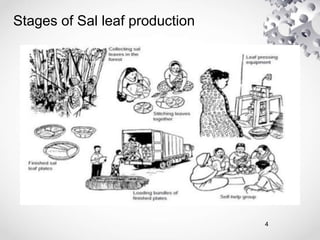 Sal leafs value chain in inda | PPTX