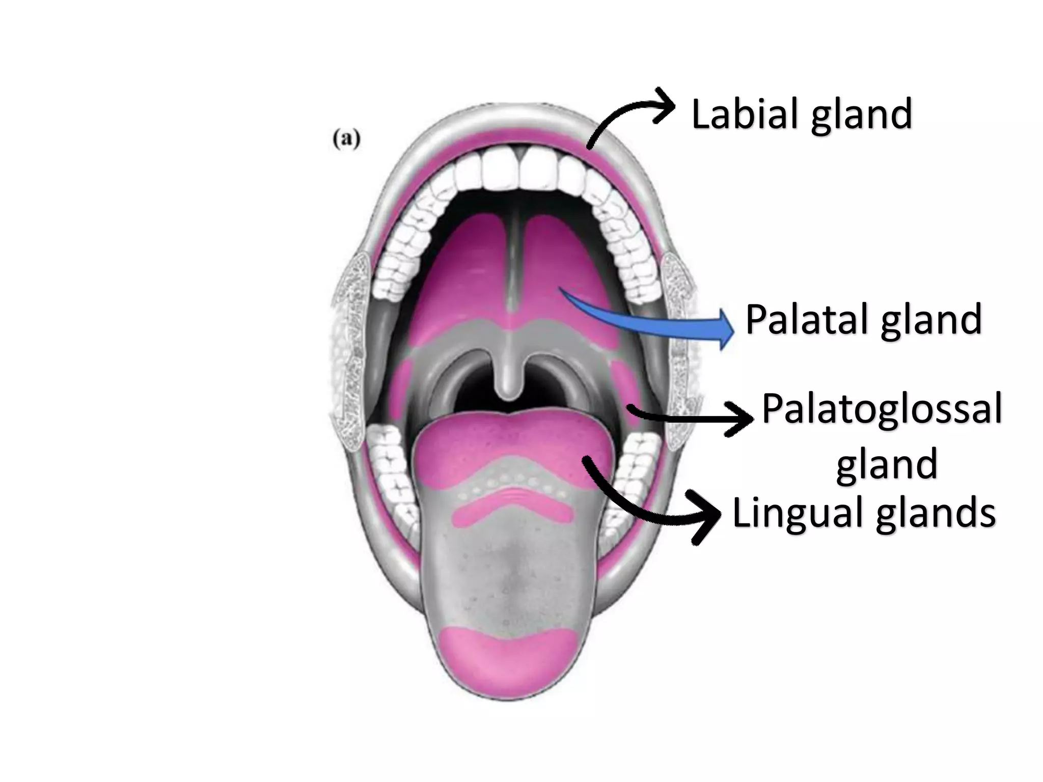 SALIVARY gland.pptx