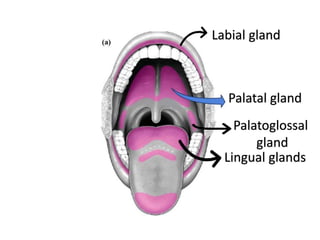SALIVARY gland.pptx