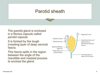 SALIVARY gland.pptx