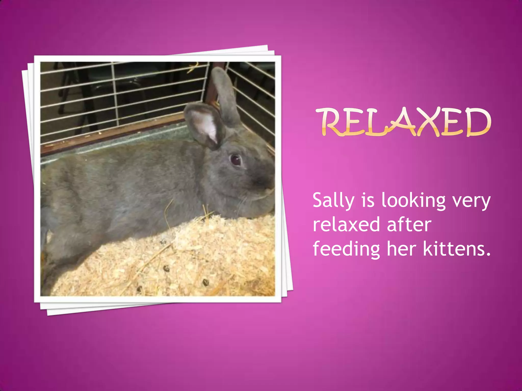 Sally rabbit | PPT