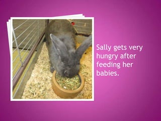 Sally rabbit | PPT