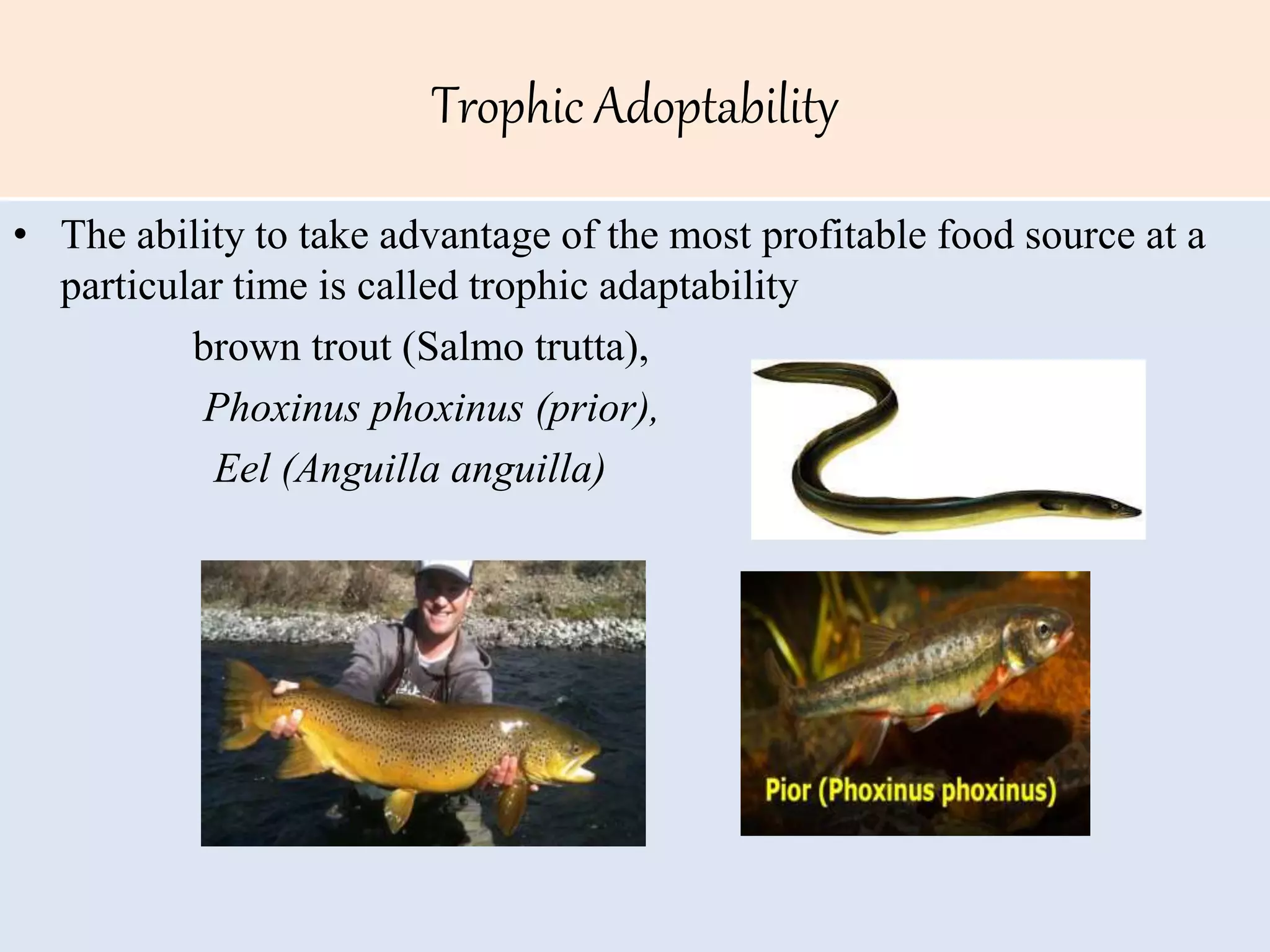 TROPHIC RELATIONSHIP IN WETLAND ECOSYSTEM | PPTX