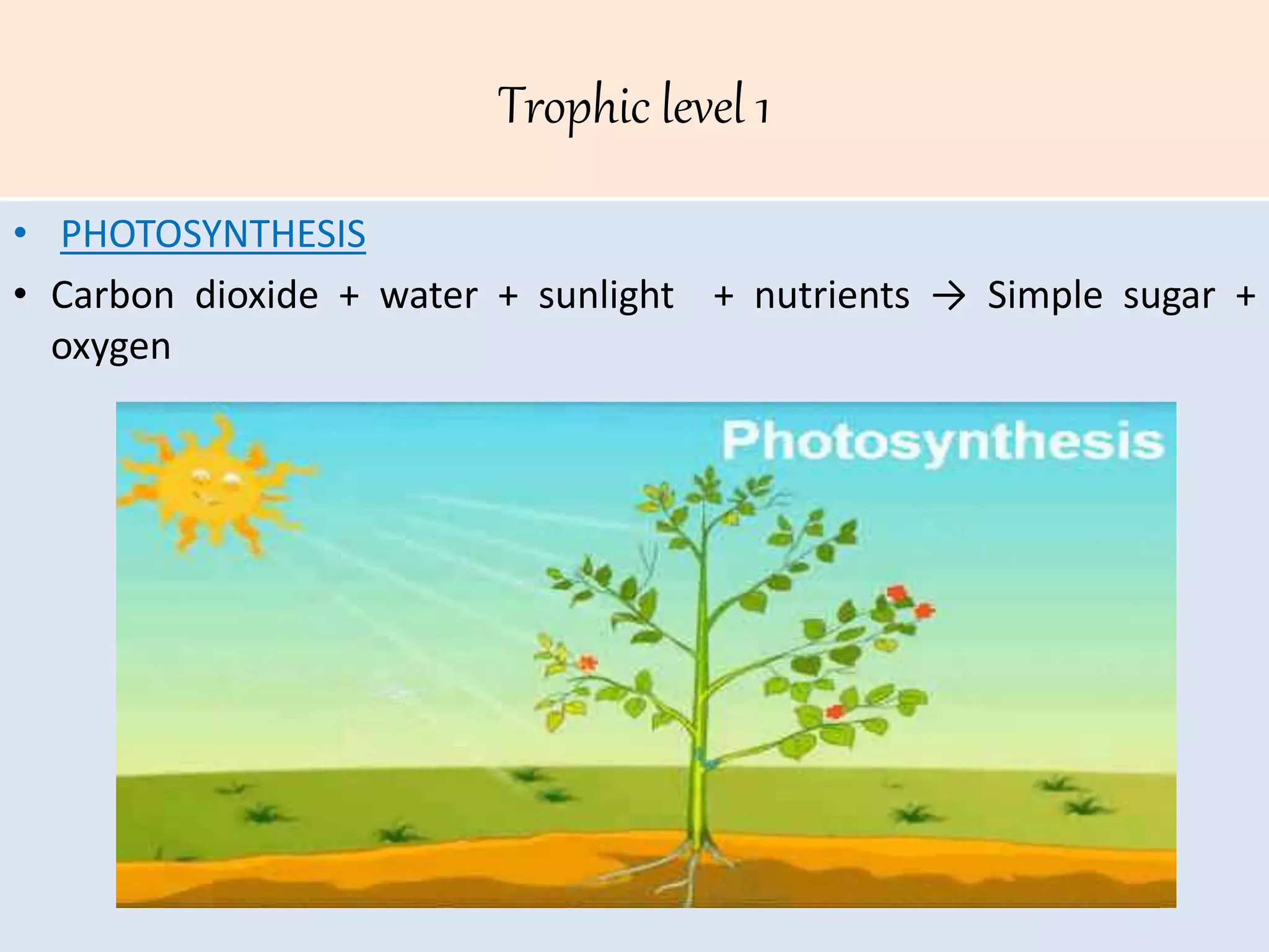 TROPHIC RELATIONSHIP IN WETLAND ECOSYSTEM | PPTX