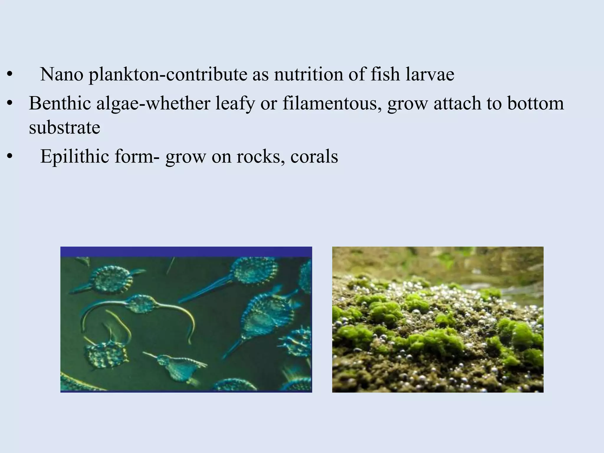 TROPHIC RELATIONSHIP IN WETLAND ECOSYSTEM | PPTX