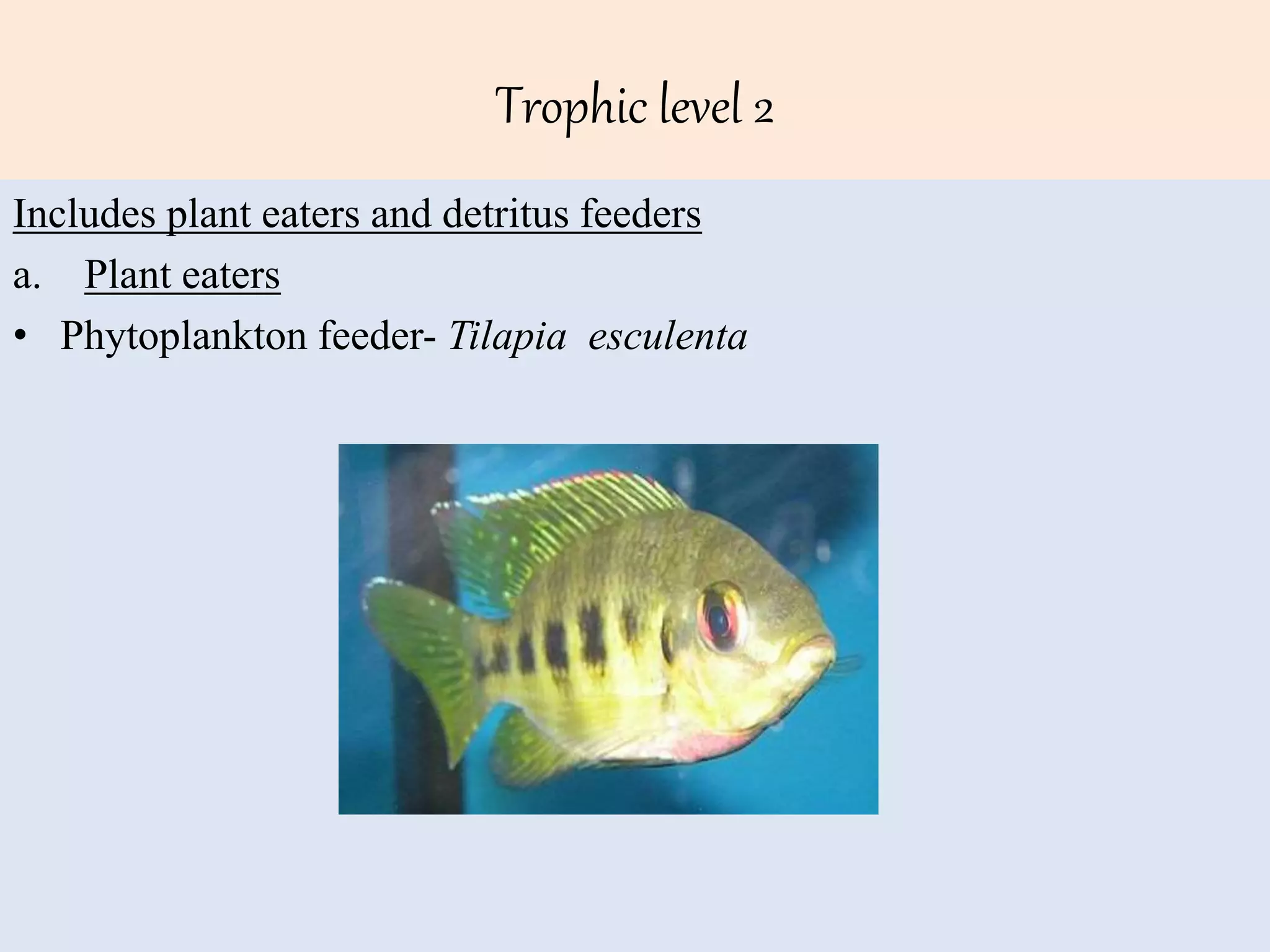 TROPHIC RELATIONSHIP IN WETLAND ECOSYSTEM | PPTX