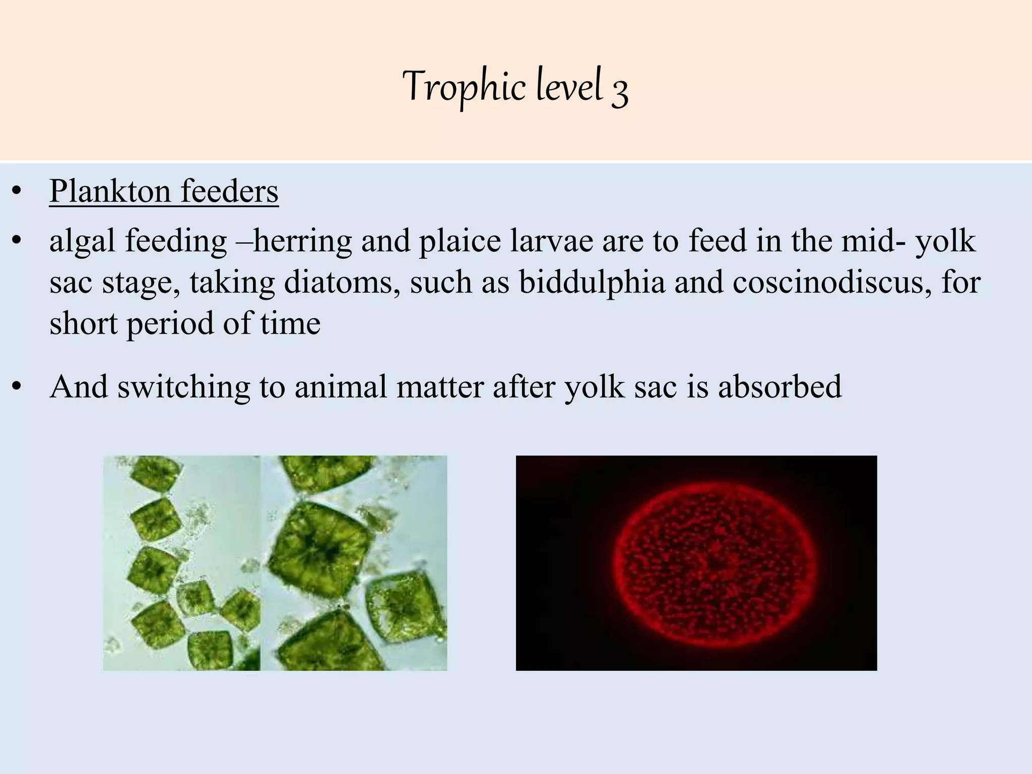 TROPHIC RELATIONSHIP IN WETLAND ECOSYSTEM | PPTX