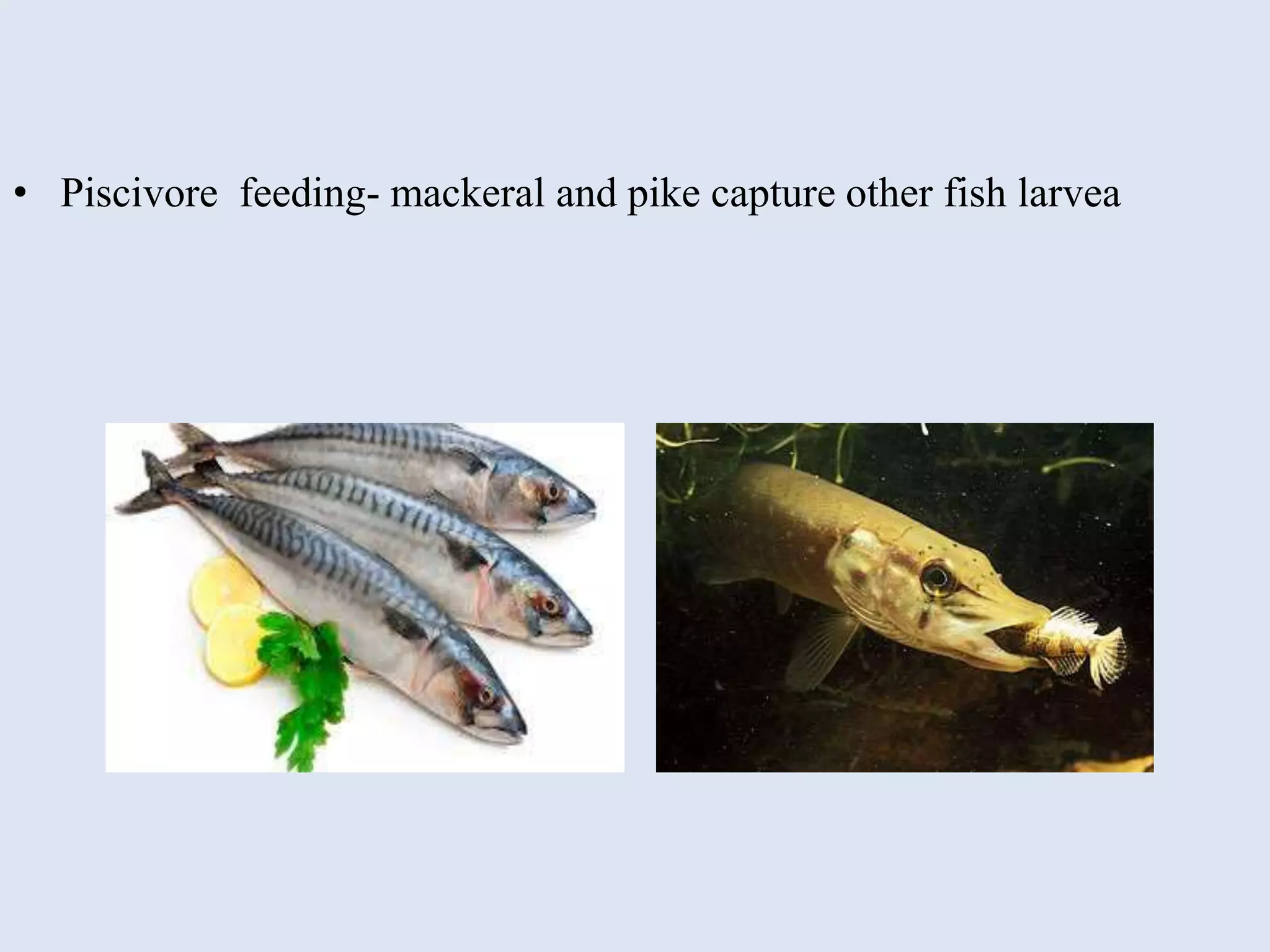 TROPHIC RELATIONSHIP IN WETLAND ECOSYSTEM | PPTX