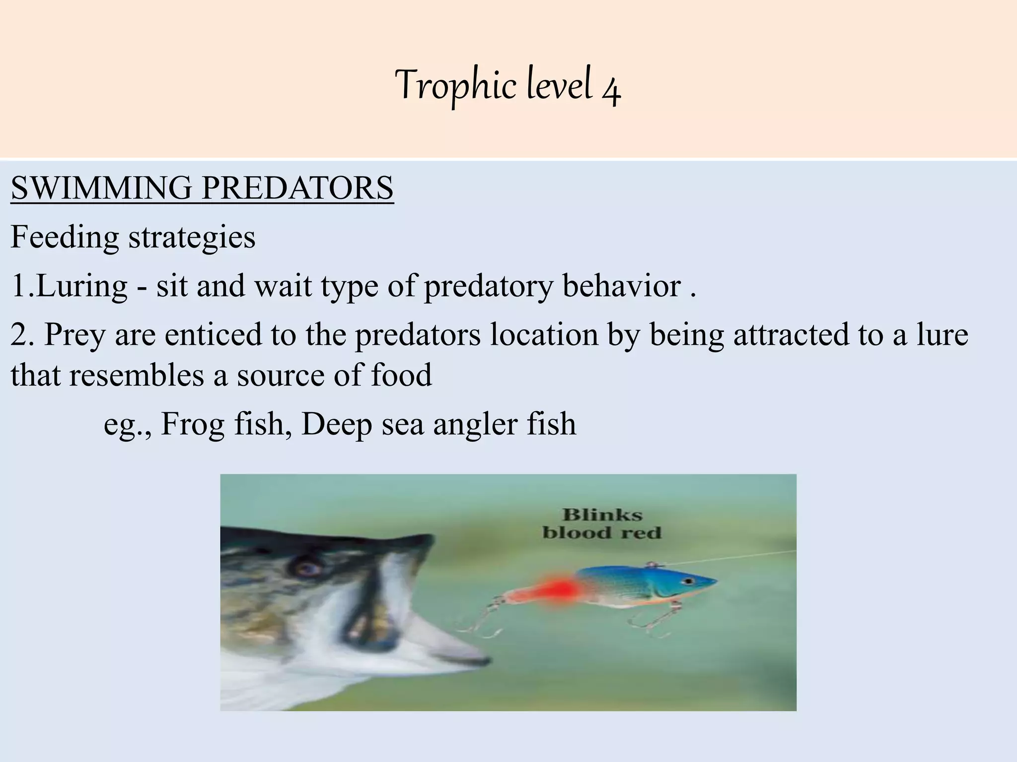 TROPHIC RELATIONSHIP IN WETLAND ECOSYSTEM | PPTX