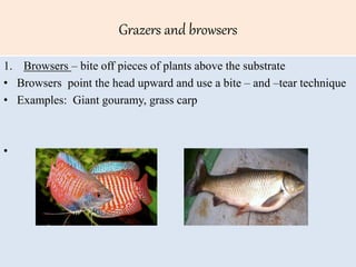 TROPHIC RELATIONSHIP IN WETLAND ECOSYSTEM | PPTX