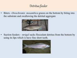 TROPHIC RELATIONSHIP IN WETLAND ECOSYSTEM | PPTX