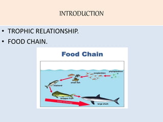 TROPHIC RELATIONSHIP IN WETLAND ECOSYSTEM | PPTX