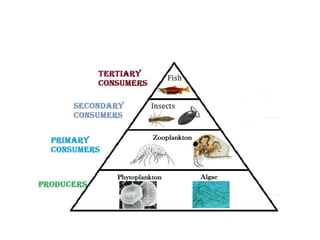TROPHIC RELATIONSHIP IN WETLAND ECOSYSTEM | PPTX