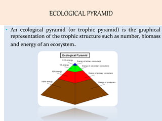 Freshwater Biome Energy Pyramid