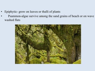 Trophical relationship in WETLAND ecosystem | PPTX