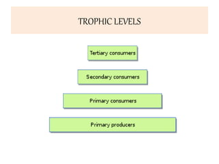 Trophical relationship in WETLAND ecosystem | PPTX