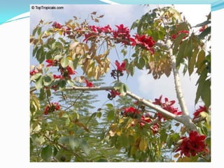 Ayurvedic Pharmacology of Salamalia malabarica & its Pharmacognocy | PPT