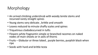 Salmali, Sanghapushpi, Satavari | PPTX