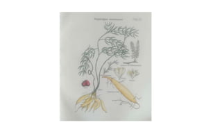 Salmali, Sanghapushpi, Satavari | PPTX