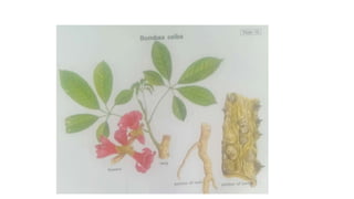 Salmali, Sanghapushpi, Satavari | PPTX