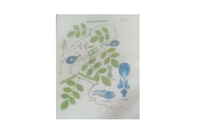 Salmali, Sanghapushpi, Satavari | PPTX