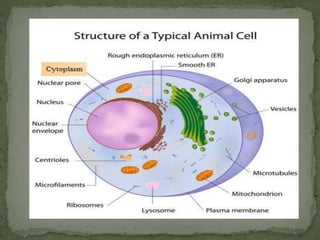 Cytoplasm | PPTX