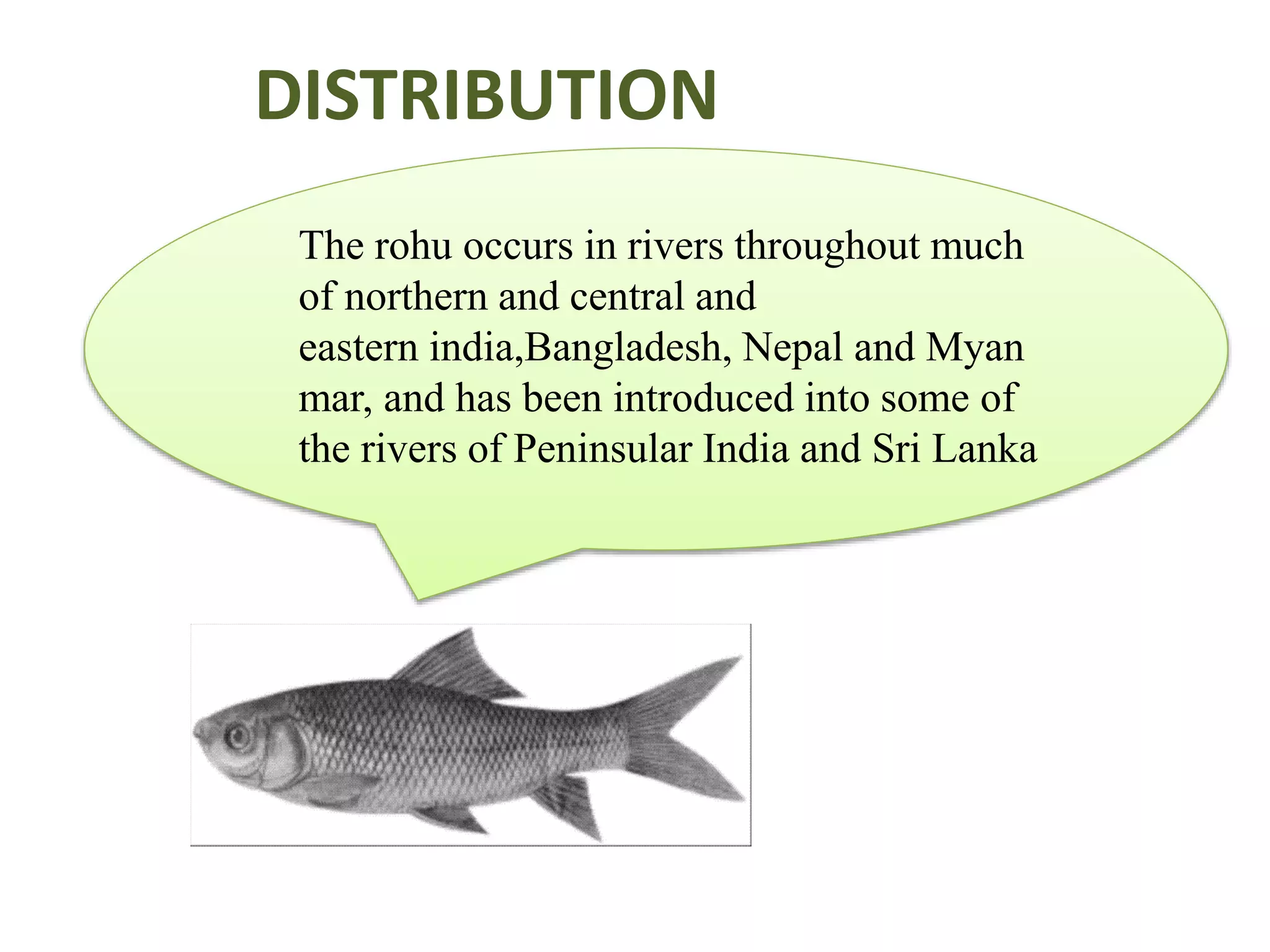 food and feeding habbits of rohu | PPTX