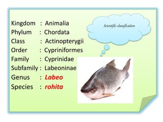 food and feeding habbits of rohu | PPTX