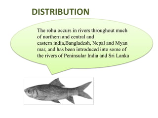 food and feeding habbits of rohu | PPTX